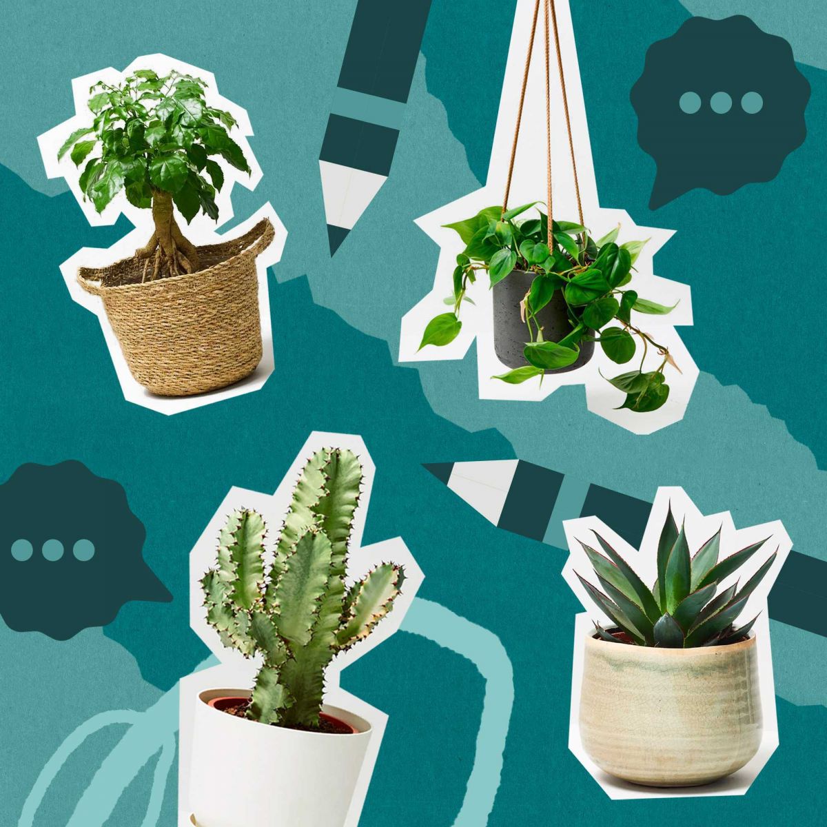 A-Z of Outdoor Plants | The Stem