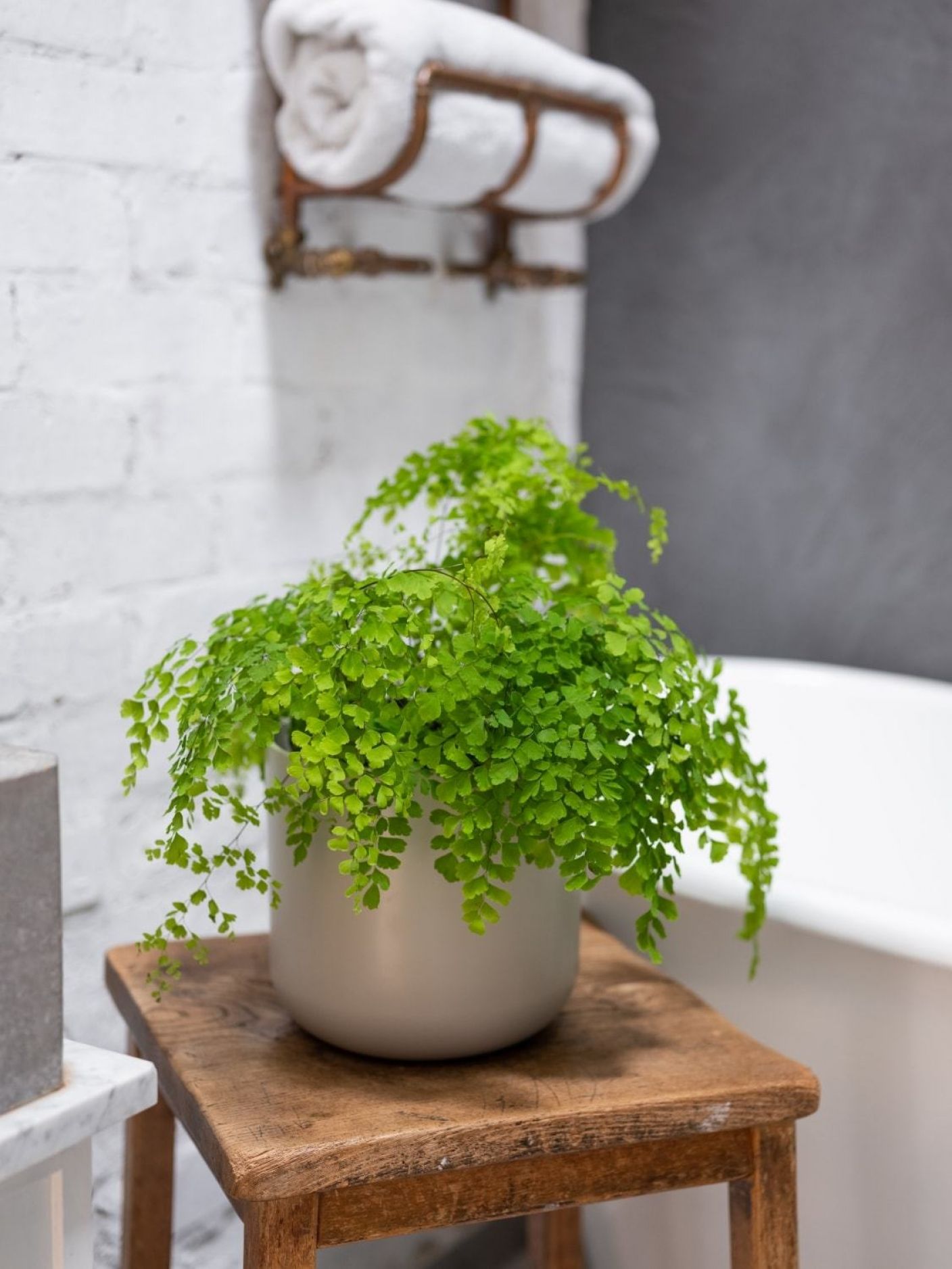 The Key Benefits of Indoor Plants on Your Mental Health