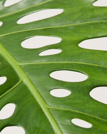 The Importance of Cleaning Plant Leaves | The Stem