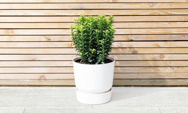 Best Evergreen Outdoor Plants For Autumn | The Stem