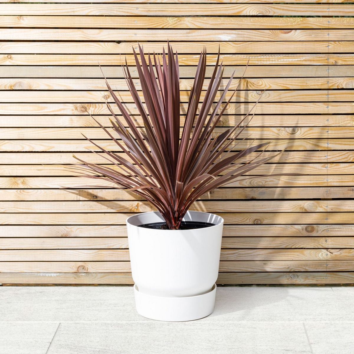 Best Evergreen Outdoor Plants For Autumn | The Stem