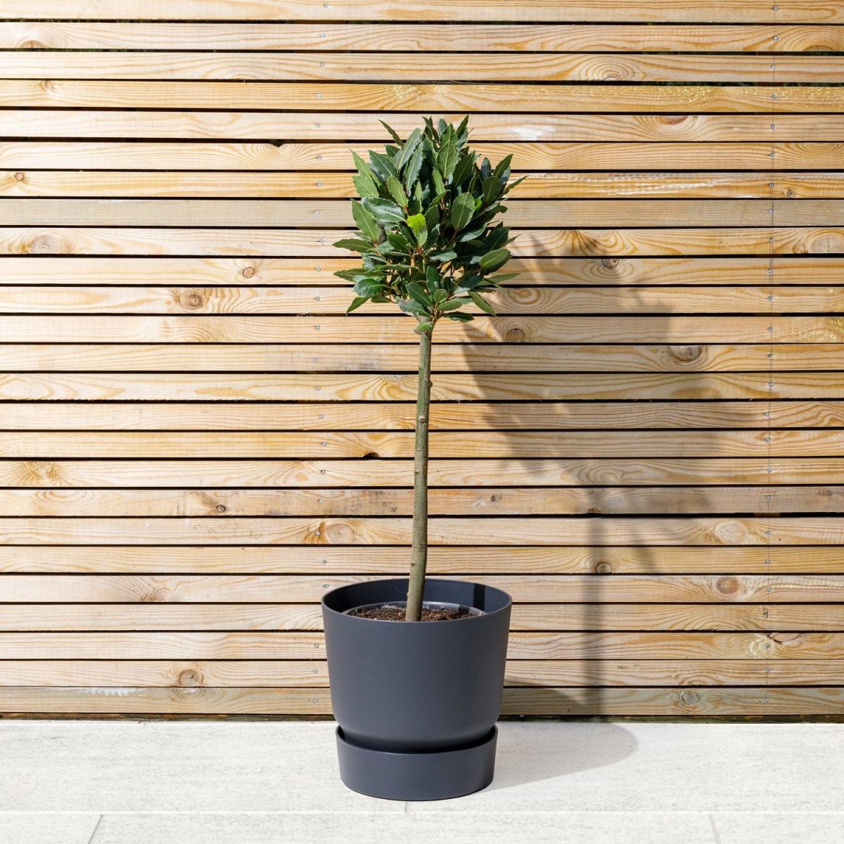 Best Evergreen Outdoor Plants For Autumn | The Stem