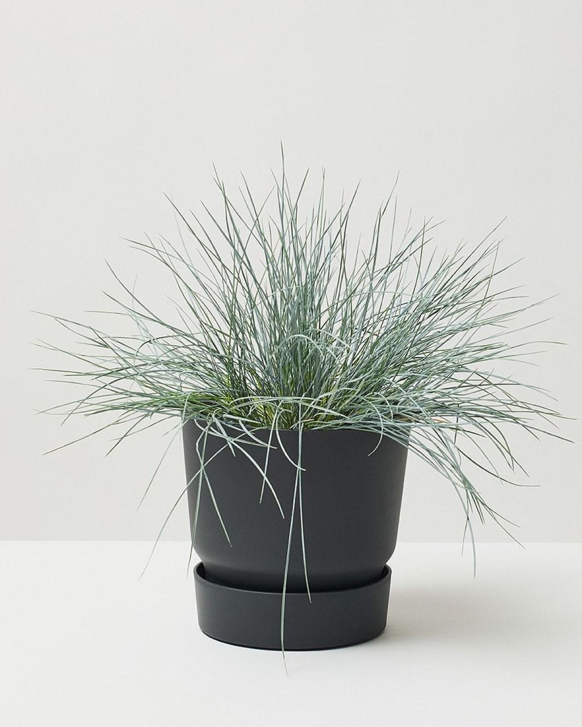 Best Evergreen Outdoor Plants For Autumn | The Stem