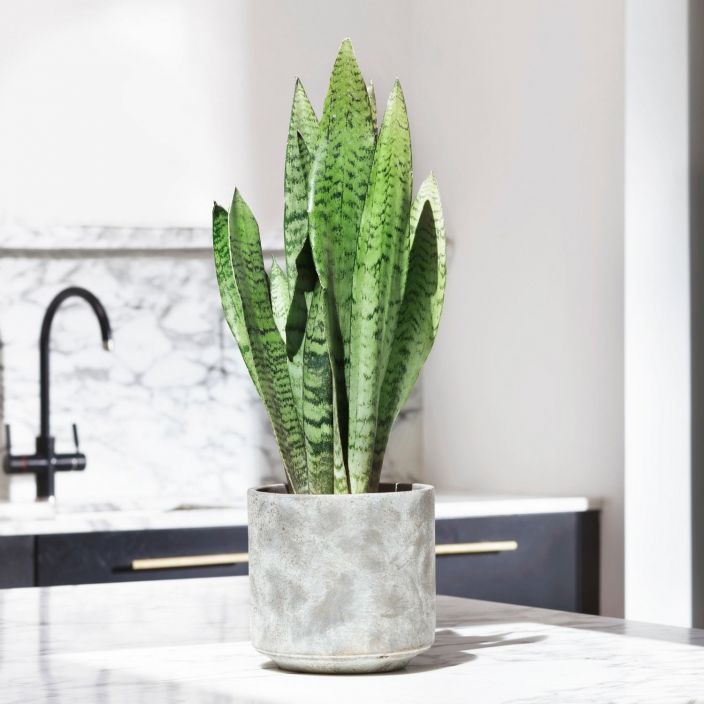 How to Look After a Cactus or Succulent | The Stem