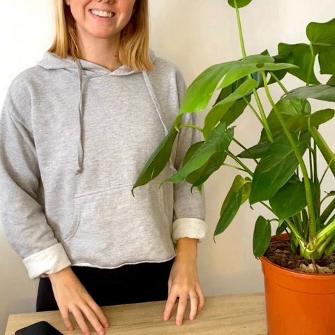 Satin Pothos | Scindapsus Pictus | The Stem