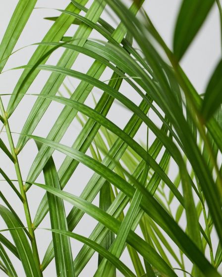 Dypsis lutescens Plant Care Guide | Areca Palm | The Stem