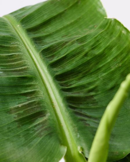 Musa Plant Care Guide | Banana Plant | The Stem