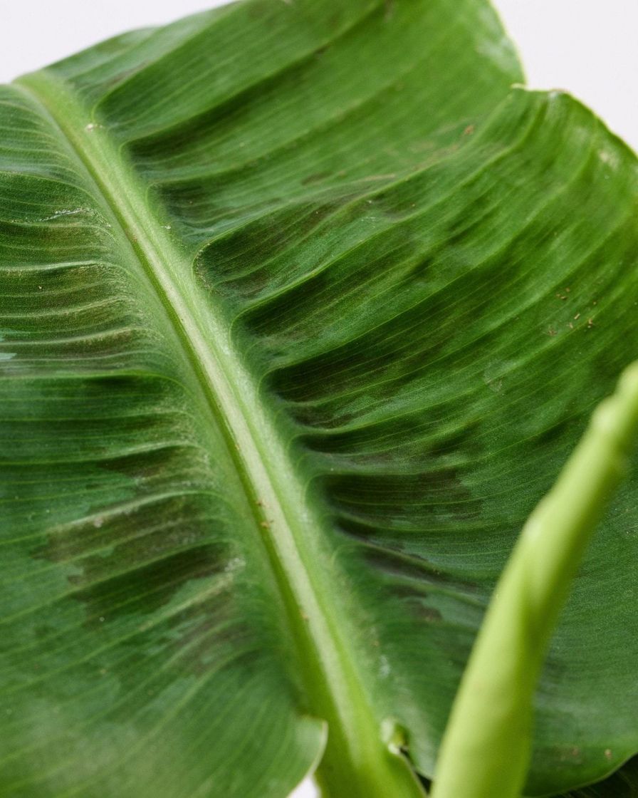 Musa Plant Care Guide | Banana Plant | The Stem