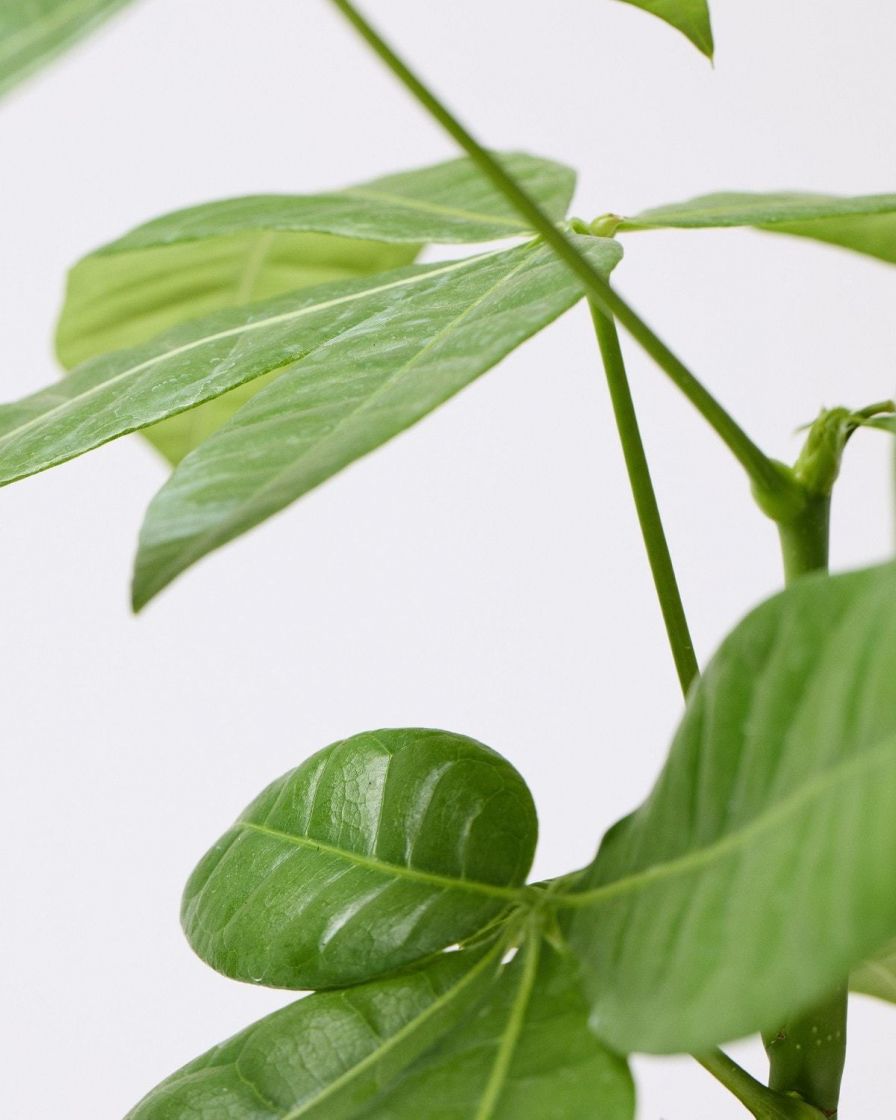 Pachira aquatica Plant Care Guide | Money Tree | The Stem