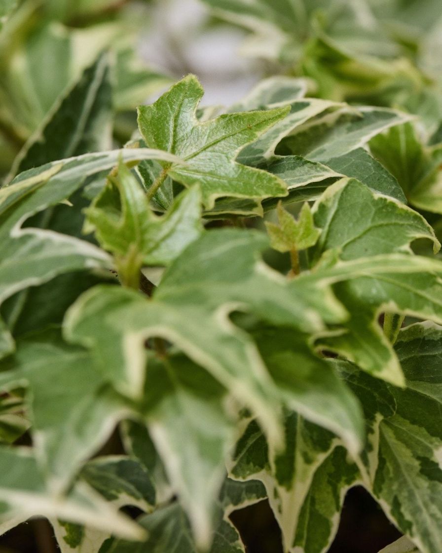 Hedera Plant Care Guide | Ivy | The Stem