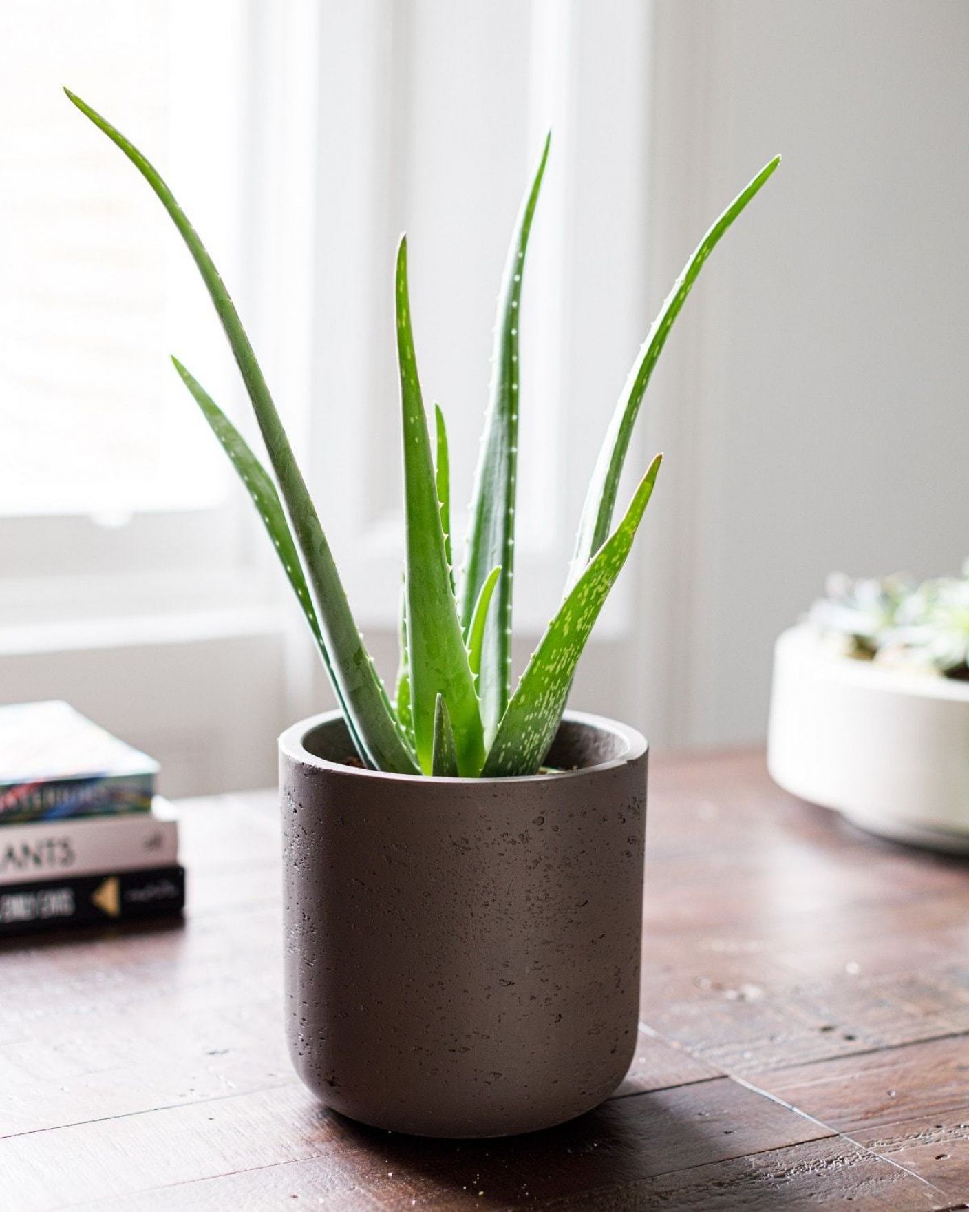 Best Feng Shui Plants for Good Fortune | The Stem