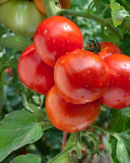 How to Grow Your Own Veg | The Stem