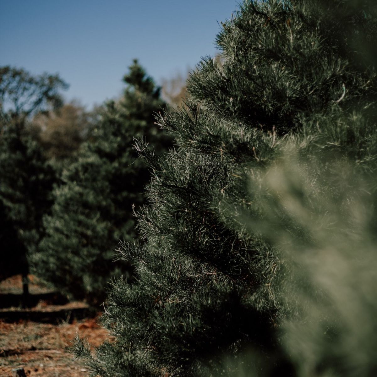 Is a Real Christmas Tree Better For The Environment? | The Stem