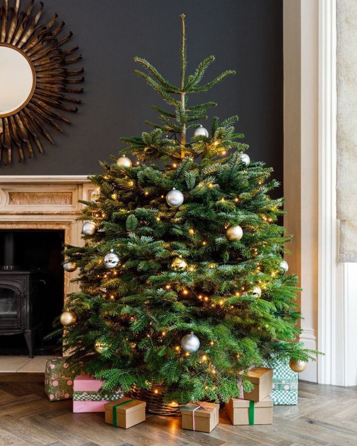 Is a Real Christmas Tree Better For The Environment? | The Stem