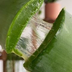 Dracaena Marginata | Dragon Tree | Indoor Plants & Houseplants | The Stem