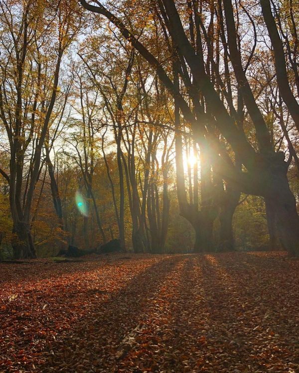 Five Places in London To Connect With Nature | The Stem
