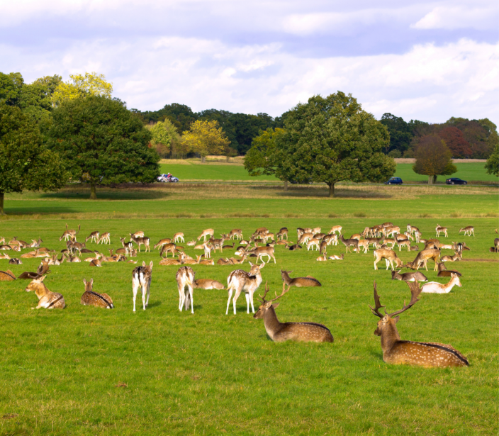 Five Places in London To Connect With Nature | The Stem