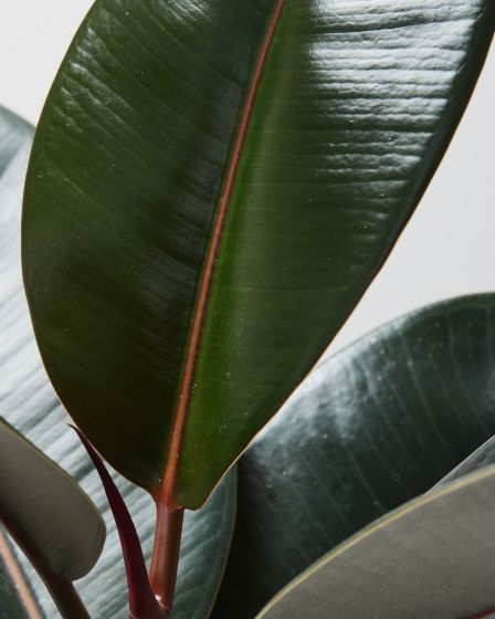 How to Clean Plant Leaves | Plant Blog | The Stem