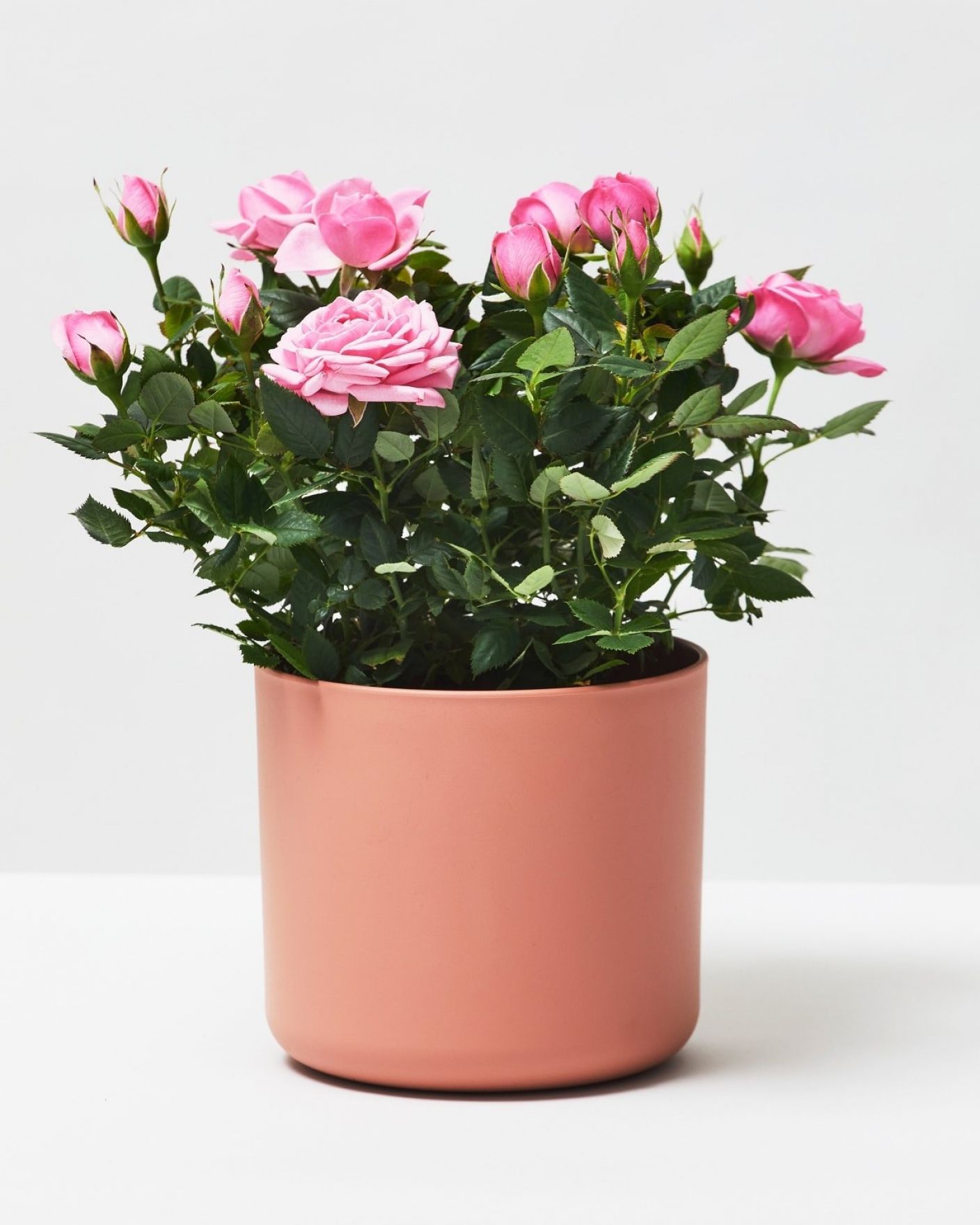 Best Plants to Give for Valentine’s Day | The Stem