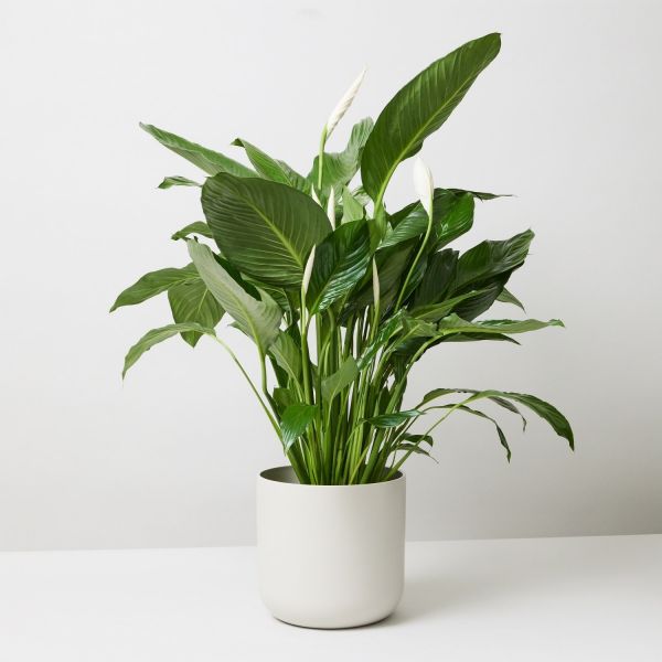 Best Flowering Plants | The Stem