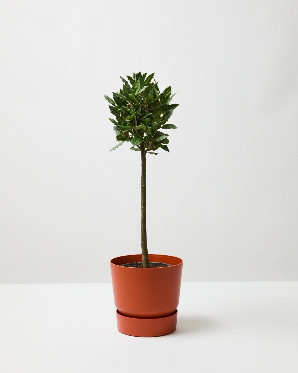 Best Plants for Mothers Day | The Stem