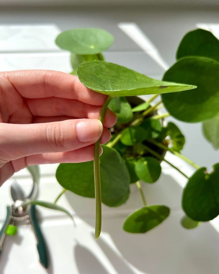 How to Propagate a Money Plant | The Stem