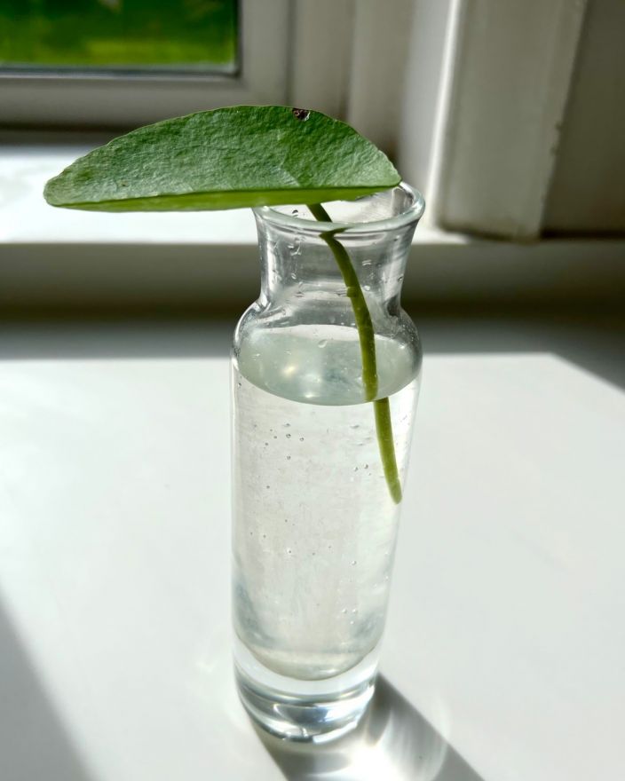 How to Propagate a Money Plant | The Stem