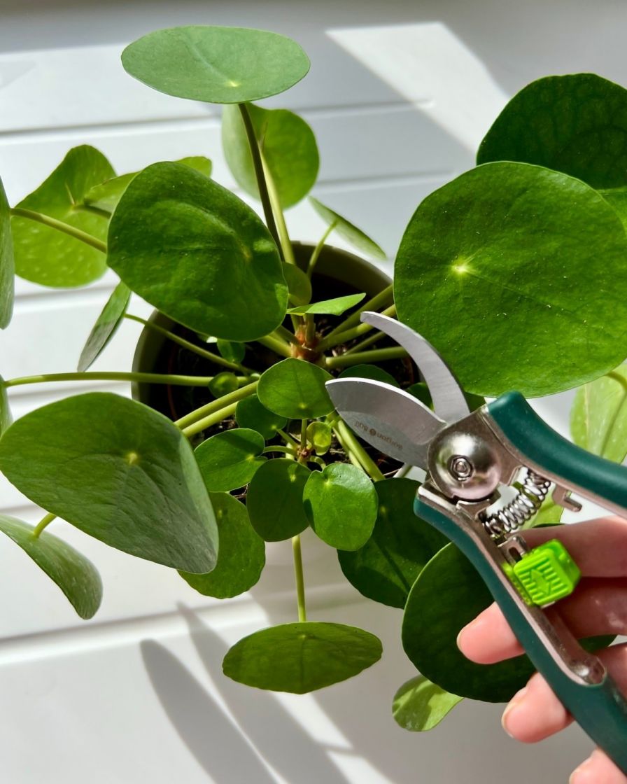 How to Propagate a Money Plant | The Stem