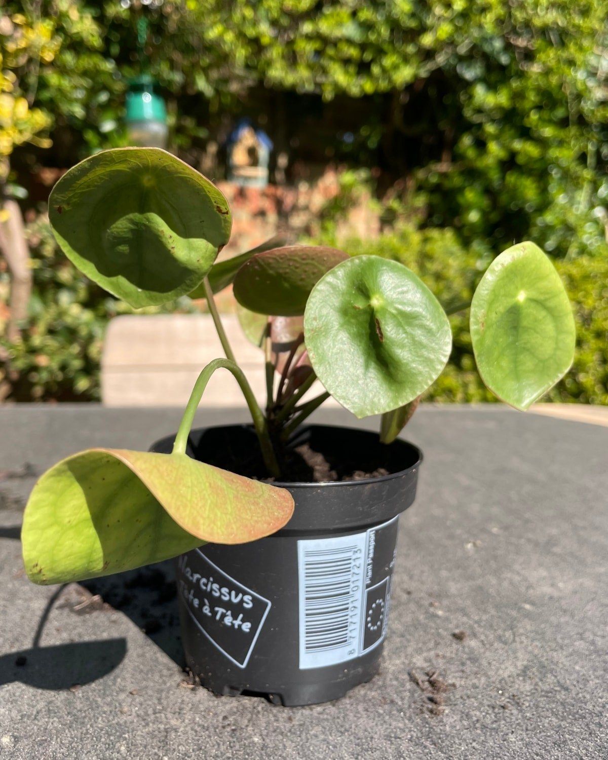 How to Propagate a Money Plant | The Stem