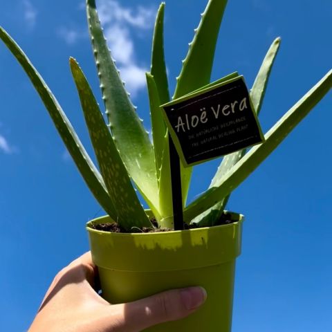 Unkillable Plants | Indoor Plants | The Stem