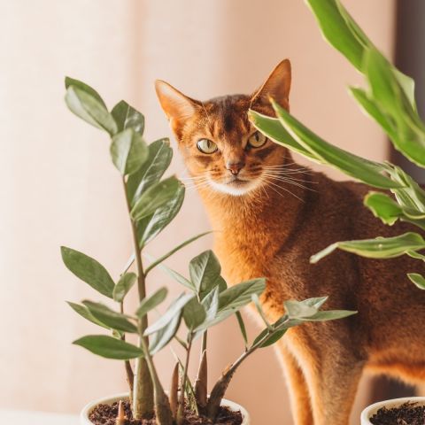 7 Of The Best Cat Safe Indoor Plants | The Stem