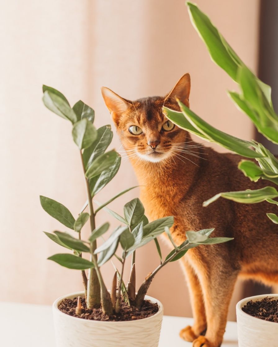 7 Of The Best Cat Safe Indoor Plants | The Stem