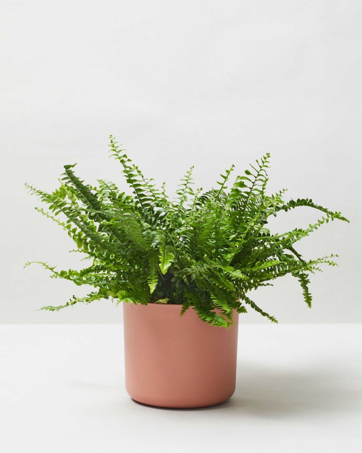 7 Of The Best Cat Safe Indoor Plants | The Stem