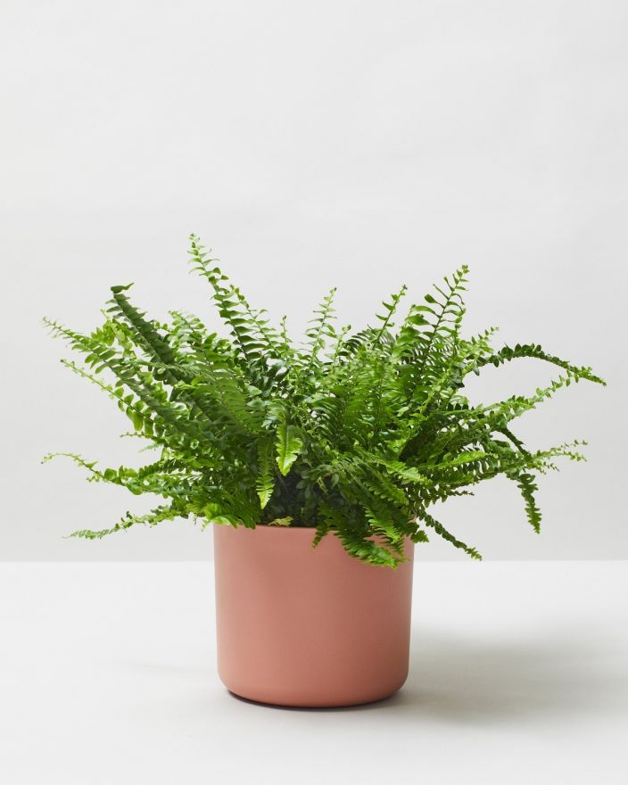 7 Of The Best Cat Safe Indoor Plants | The Stem