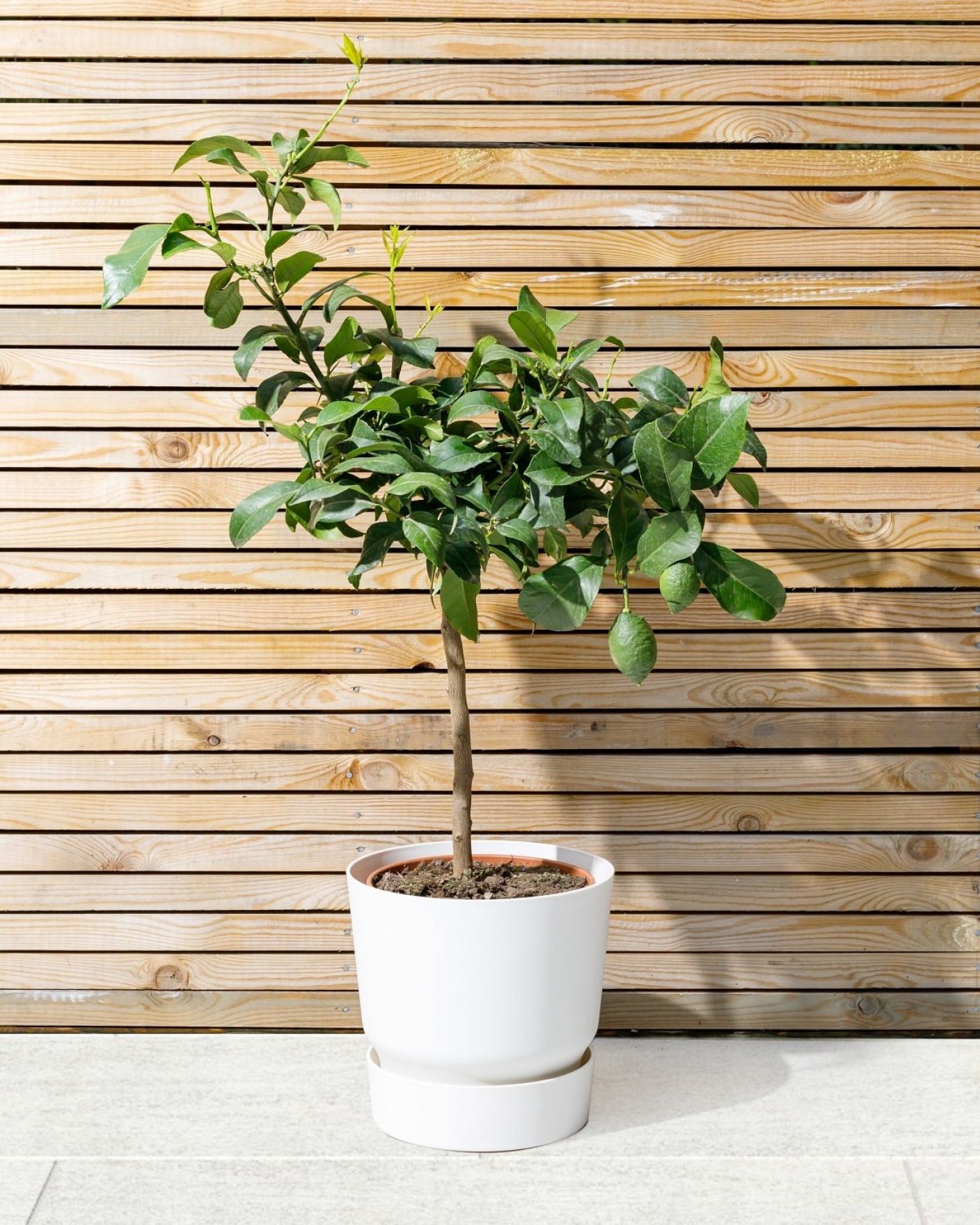 10 Best Patio Plants To Style Your Outdoor Space | Plant Academy | The Stem