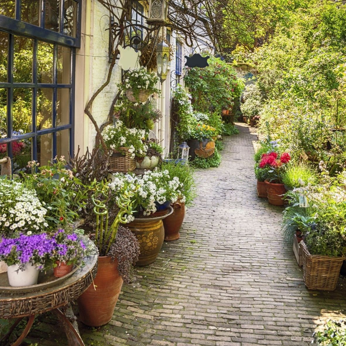 Outdoor Plants Blog | The Stem