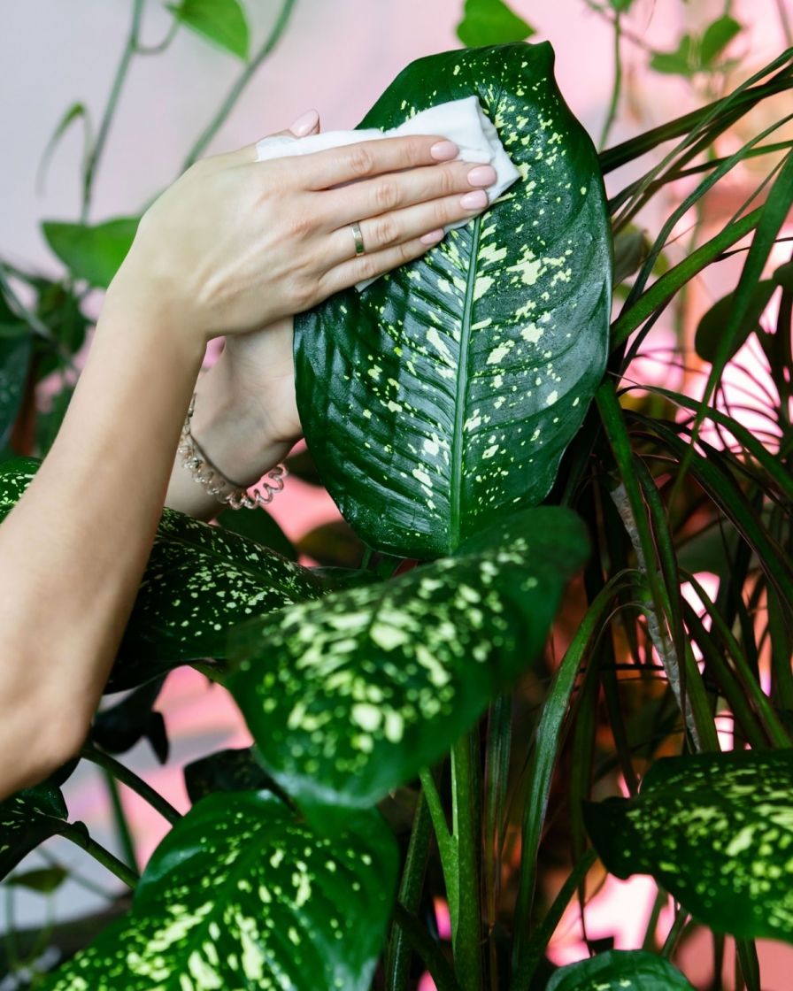 Plant Care Hacks We Wish We Knew Sooner The Stem plant-care-hacks-we-wish-we-knew-sooner-the-stem