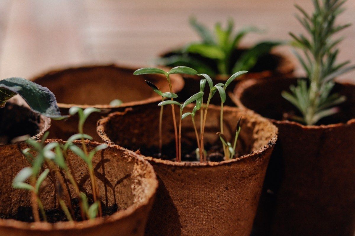 Plastic-Free July - How To Be A Plastic-Free Gardener | The Stem