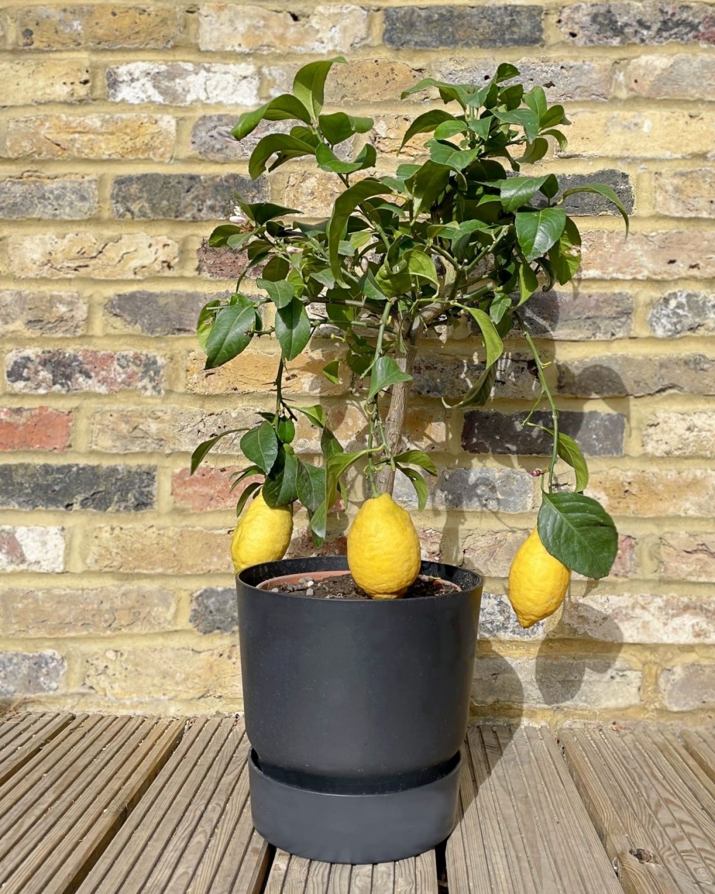 How To Create Your Own Mediterranean Garden At Home | The Stem