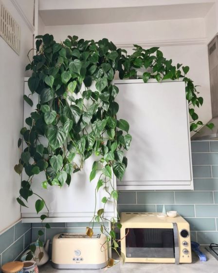 How To Turn Your Home Into A Jungle With Trailing Plants | The Stem