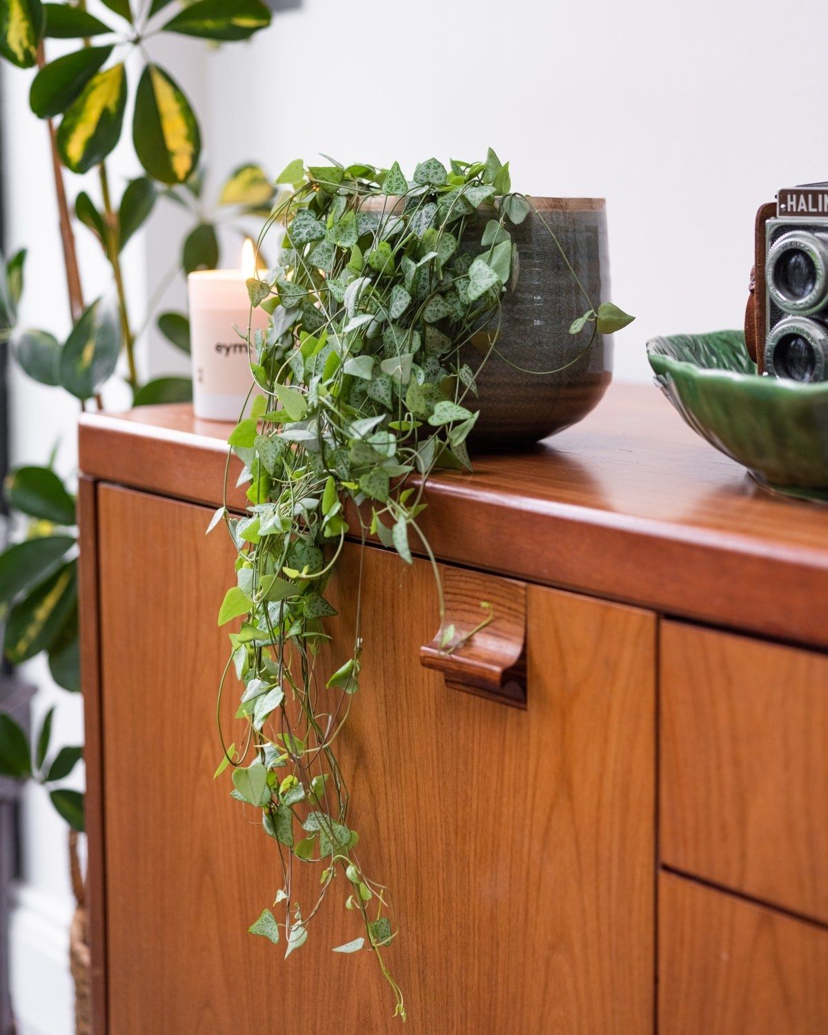 How To Turn Your Home Into A Jungle With Trailing Plants | The Stem