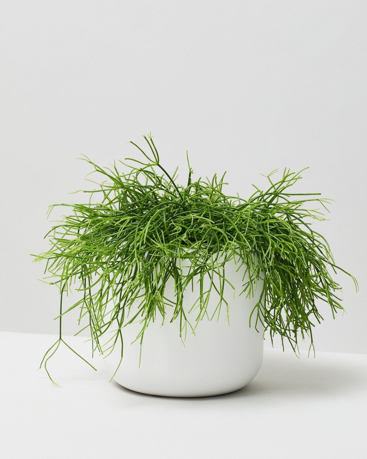 How To Turn Your Home Into A Jungle With Trailing Plants | The Stem