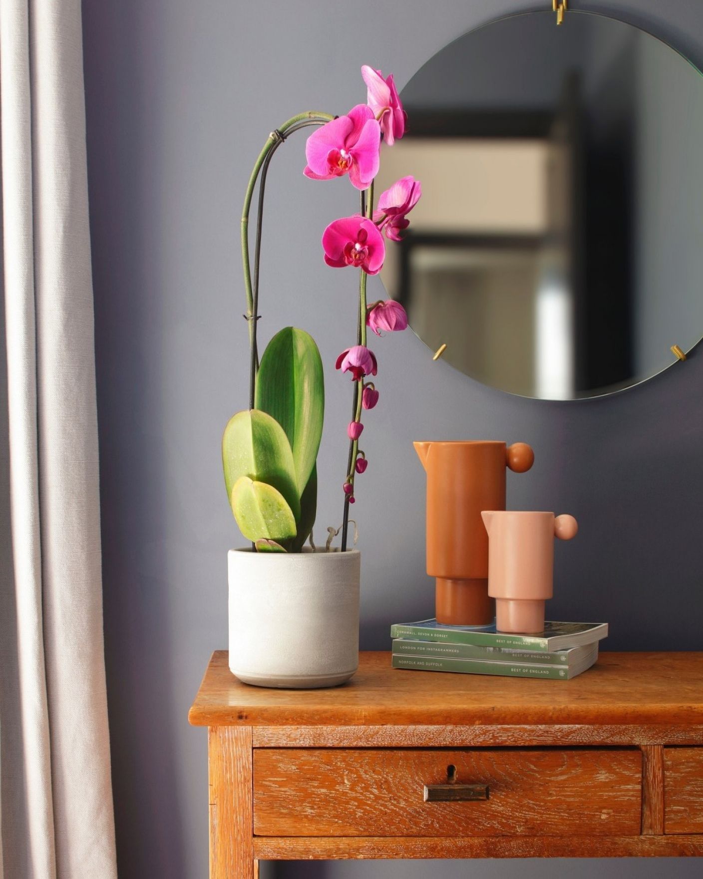 How To Get Orchids To Rebloom | The Stem