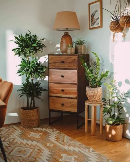 12 Indoor Plants For Low Light Rooms | The Stem