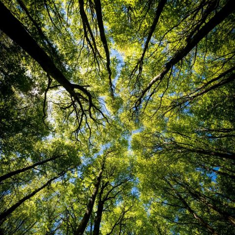 How Connecting With Nature Benefits Our Mental Wellbeing | The Stem