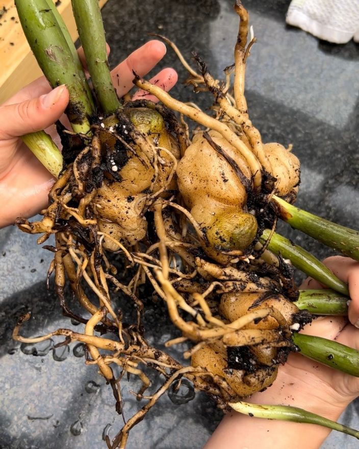 What Is Root Rot And How To Treat It | The Stem
