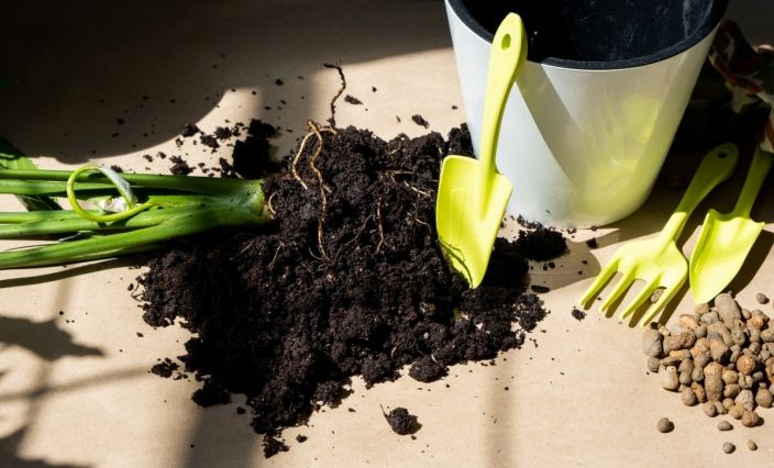 What Is Root Rot And How To Treat It | The Stem