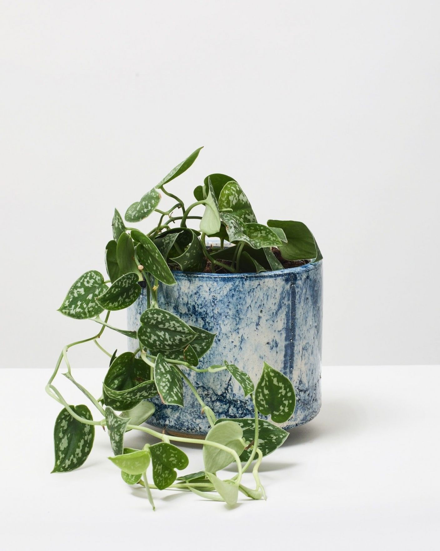 Twenty Unique Christmas Plant Gifts To Spoil Your Loved Ones | The Stem