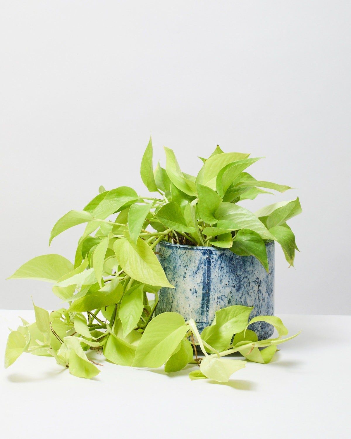 Twenty Unique Christmas Plant Gifts To Spoil Your Loved Ones | The Stem