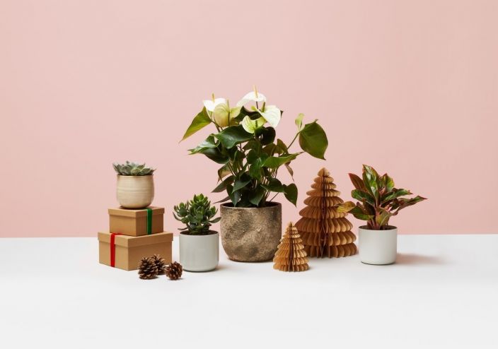 Twenty Unique Christmas Plant Gifts To Spoil Your Loved Ones | The Stem